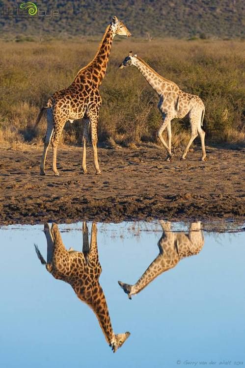 What made of the finest nature of pictures of animals | TOOOPIC