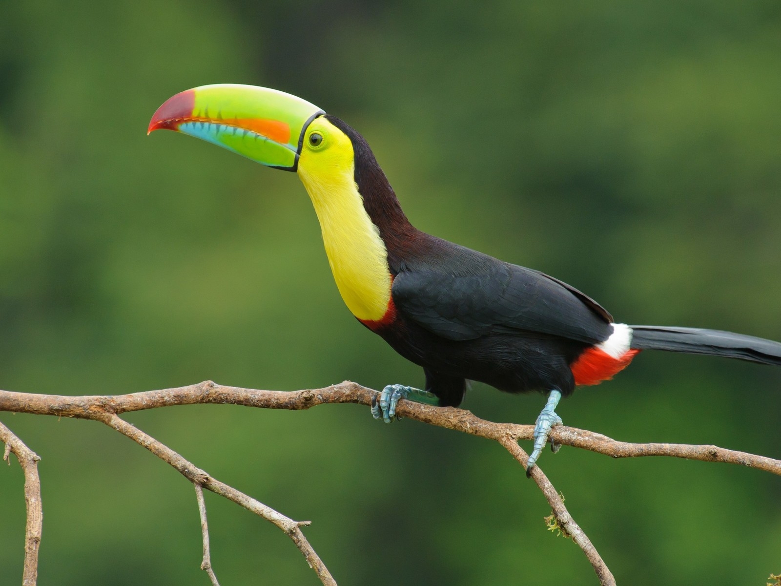 Banco de Imágenes Gratis: Tucán en la selva - Toucan bird - Aves exóticas
