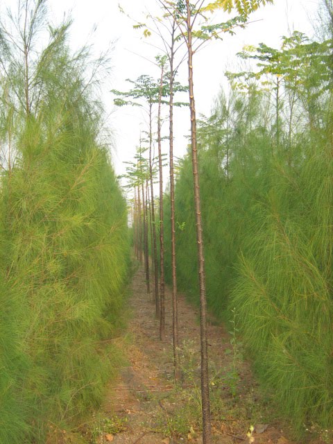 Agroforestry - A blog on Agrihortisilviculture: Pictures of Melia dubia ...