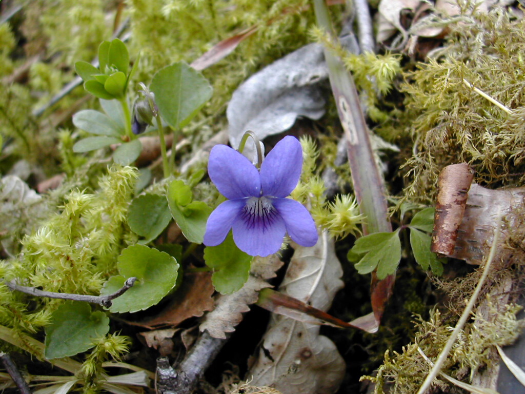 Wildflower of the Month: Sweet Violet