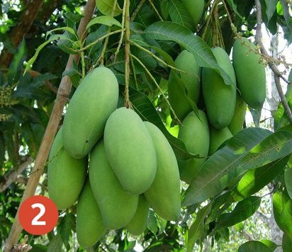 Mengenal Beza Mempelam Harum Manis Dan Sala