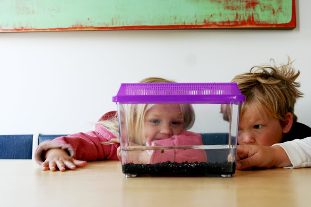 Lilly and the brothers: The Great Tadpole Experiment of 2011 & Basic ...