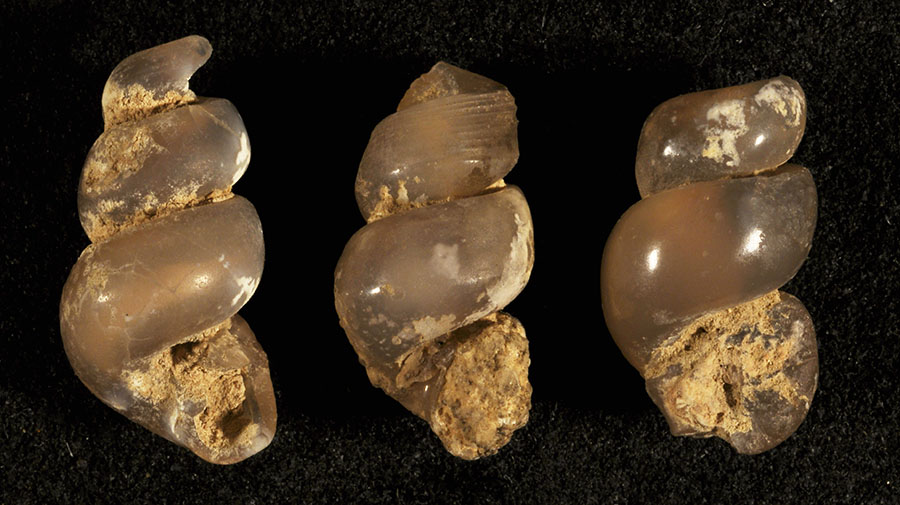 PALEO & GEO TOPICS: Comments by R. L. Squires: Elimia tenera: A ...