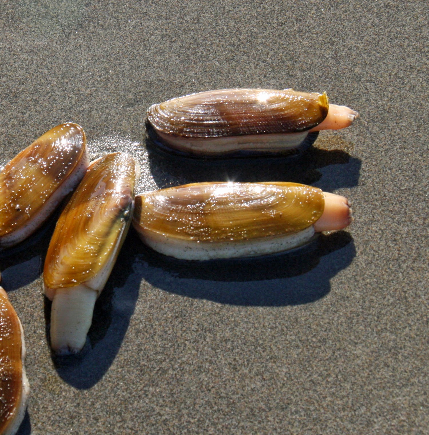 Cinnamon the Traveling Coonhound: It's Clamming Season Again on the ...