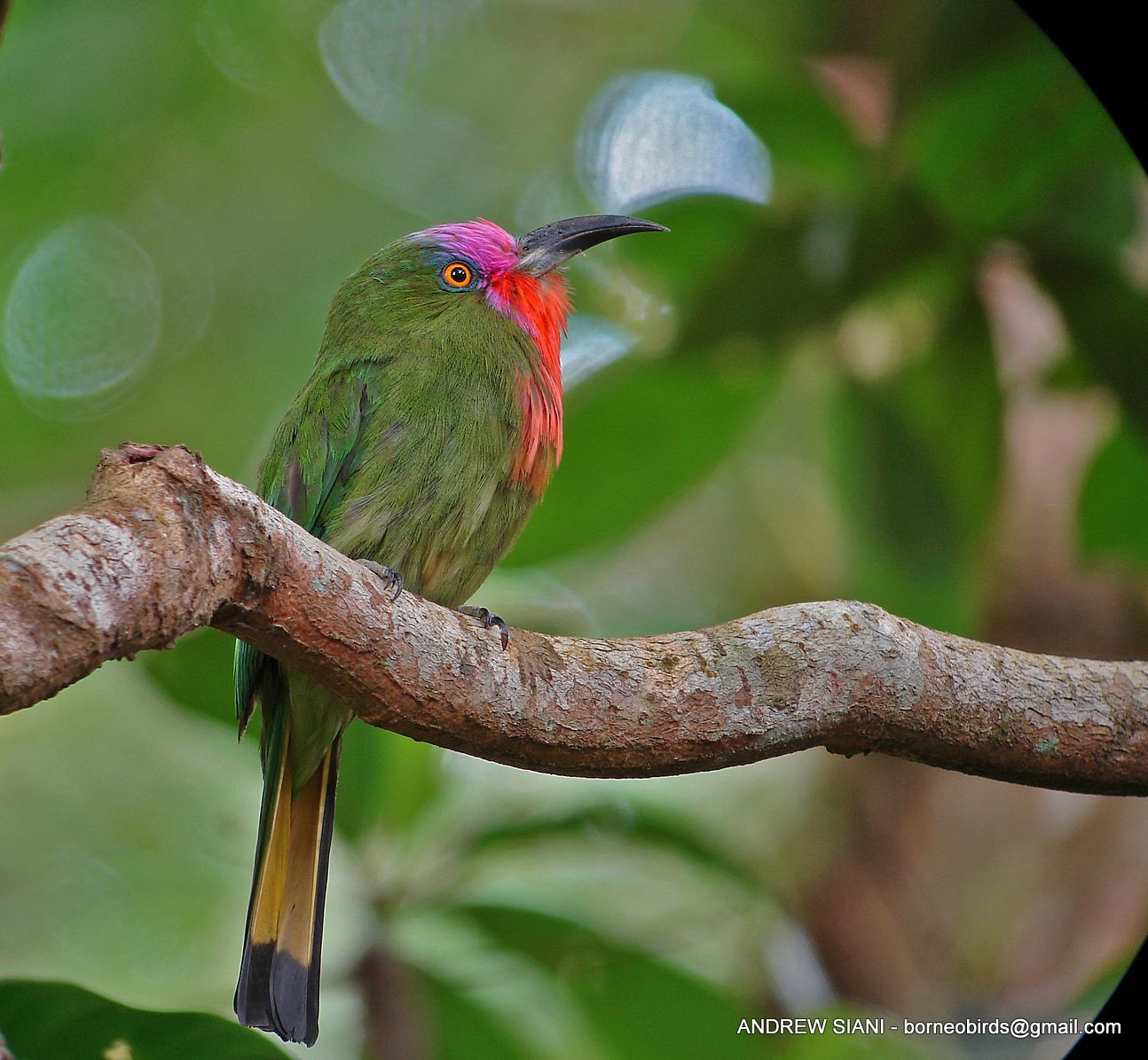 Borneo Avifauna: Red-bearded Bee-Eater - Nyctyornis amictus