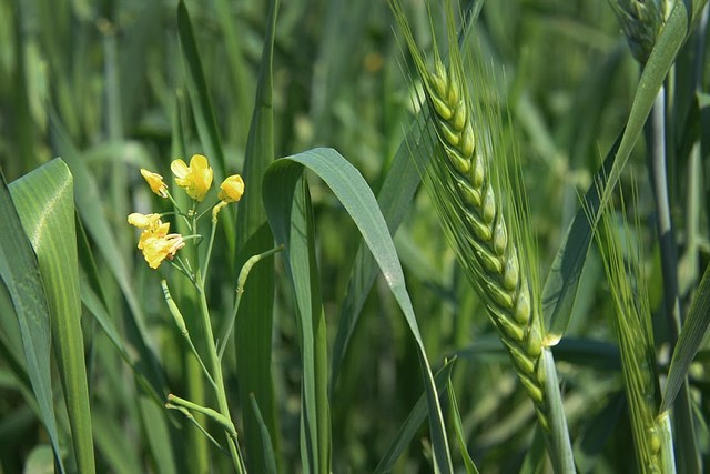 Is now the time to control mustard weeds in your wheat fields?
