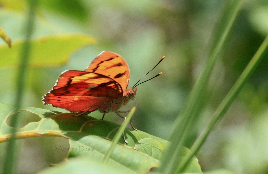 Winged jewels: Butterflies feeding on tree sap