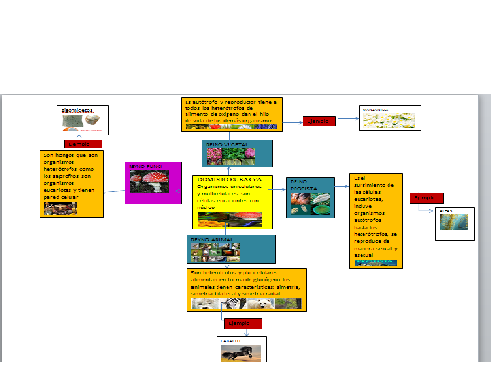 BIologia Virtual: MAPA MENTAL 10 DOMINIO Eukarya