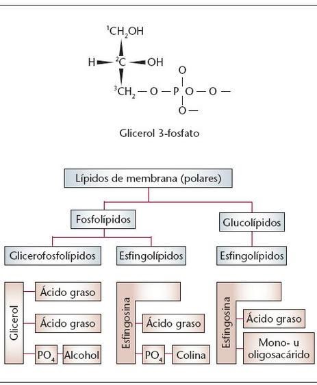 Bioquímica: Fosfolípidos