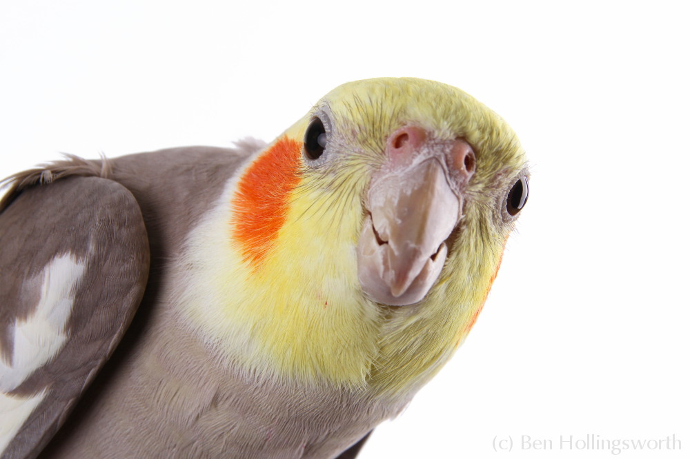 Prairie Rim Images: This shoot was for the birds