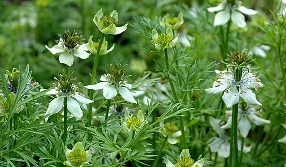 Health Benefits Of Black Cumin | Healthy Logica