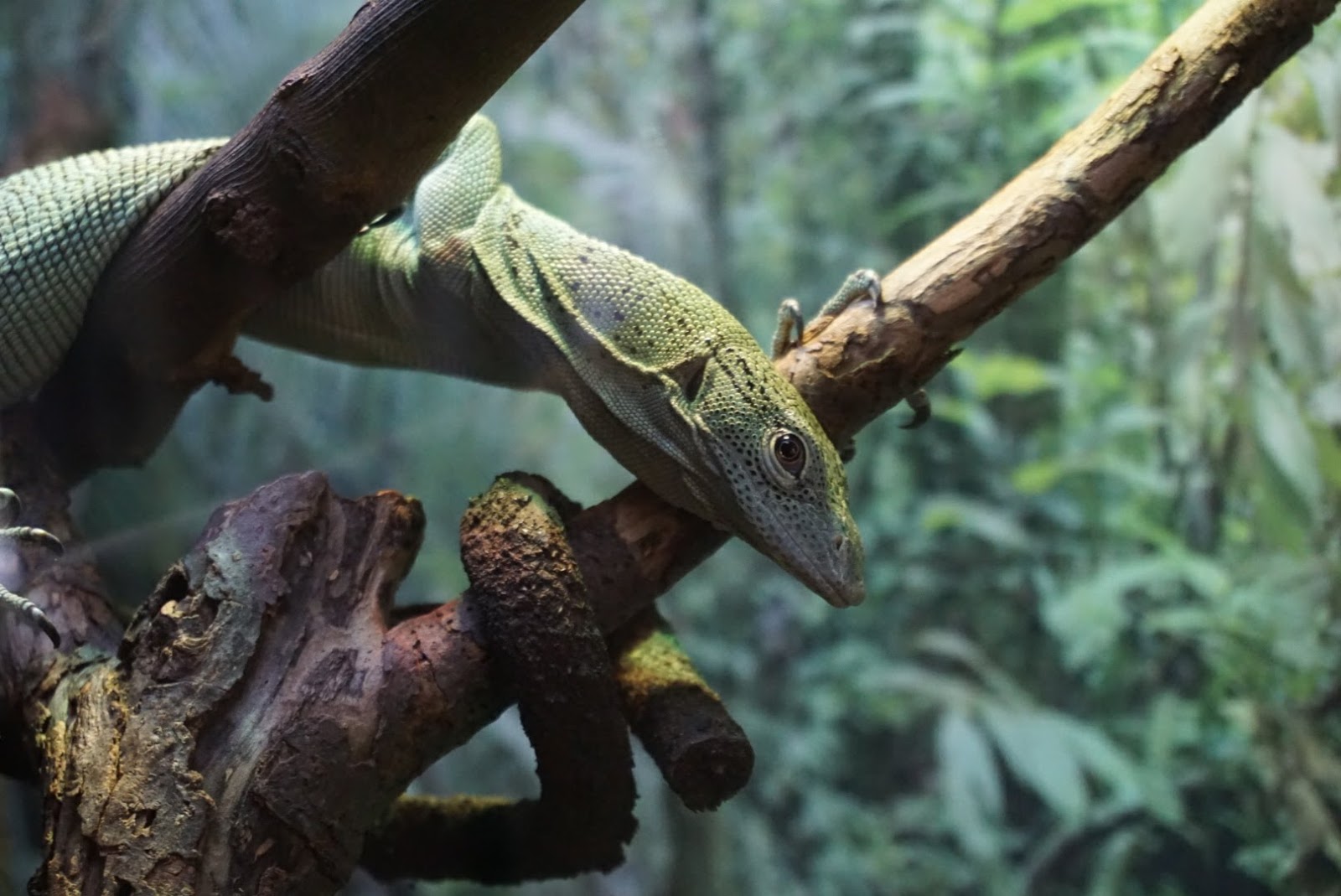 A Mom's Quest to Teach: Wordless Wednesday: Walt Disney World: Animal ...