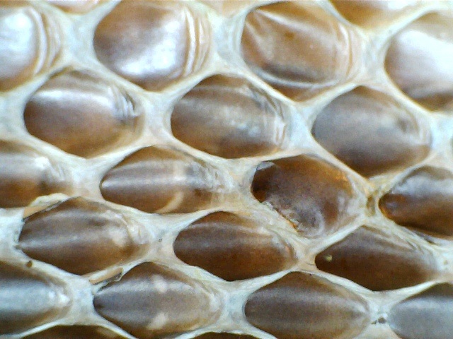 Patscience: June 2011