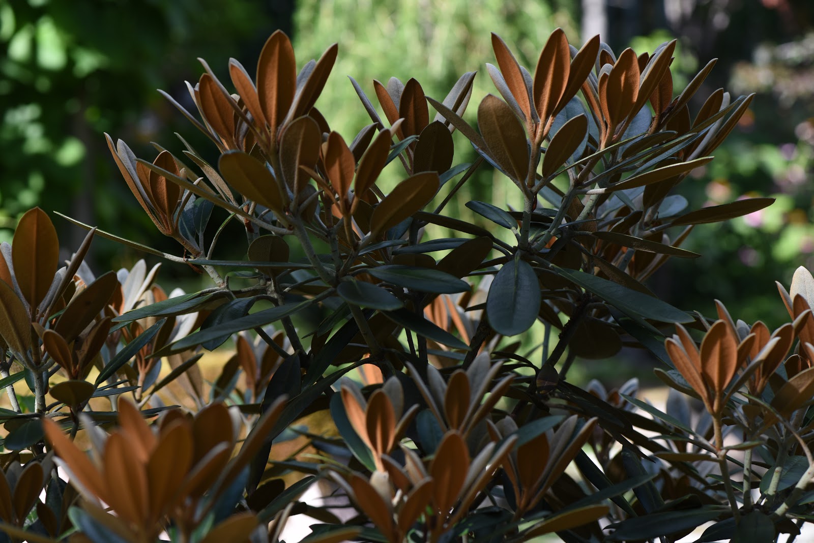 Hagtorpet: Rhododendron med indumentum och tomentum på bladen