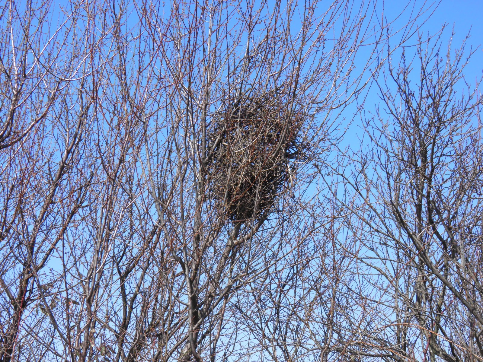 PASARI DIN ROMANIA: COTOFANA, Pica pica
