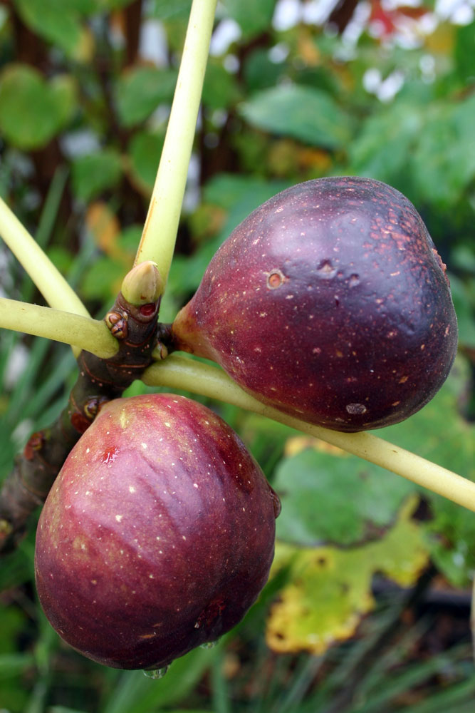 The Rainforest Garden: Fall is Full of Flowers