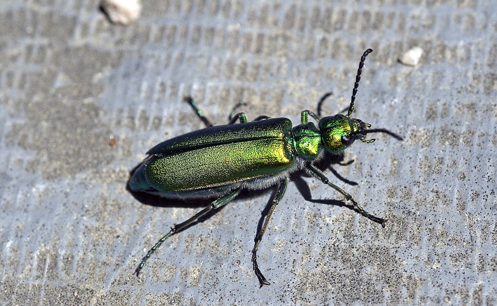 Invertebrados de Huesca: Lytta vesicatoria (Linnaeus, 1758) (Mosca de ...