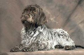 Affen Spaniel Reviews and Pictures ~ Dogs 360 All Reviews