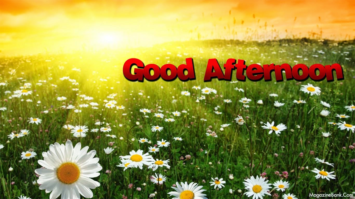 Good Afternoon Pictures, Images & Gallery Collection | Amazing Photo Stock