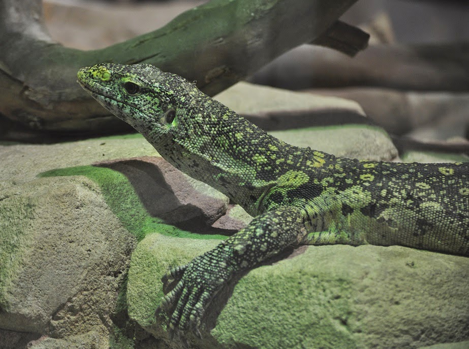 ZOOTOGRAFIANDO (6.096 ANIMALS): VARANO DEL NILO / NILE MONITOR (Varanus ...
