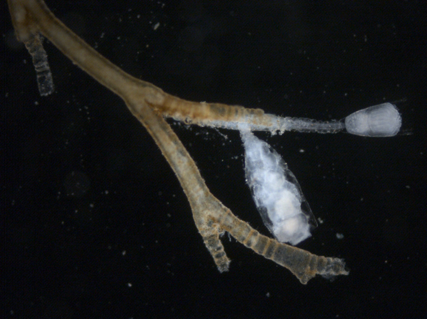 Invertebrate Embryology: Life cycle of hydrozoan Obelia sp.