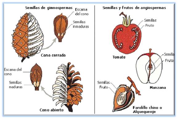 Universo Botánico: Los Frutos II. Clasificación.