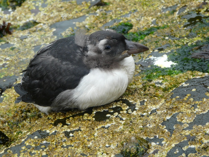 Farne Islands Uncovered: Welcome July