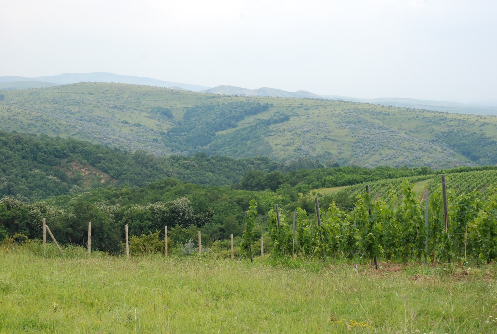 Du beau ... Du bon: Du vin roumain (et de ses quelques belles surprises)