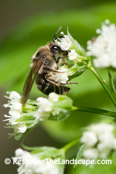 Restoring The Landscape With Native Plants: Long-Styled Sweet Cicely ...