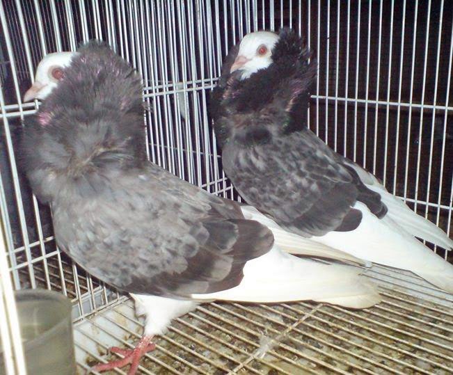 SPESIALIS MERPATI: MERPATI JACOBIN