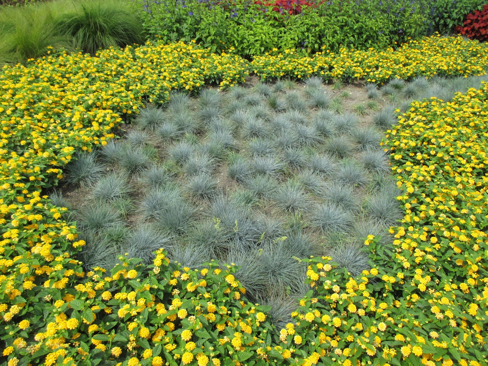Rotary Botanical Gardens - Hort Blog: Blue Fescue (Festuca)