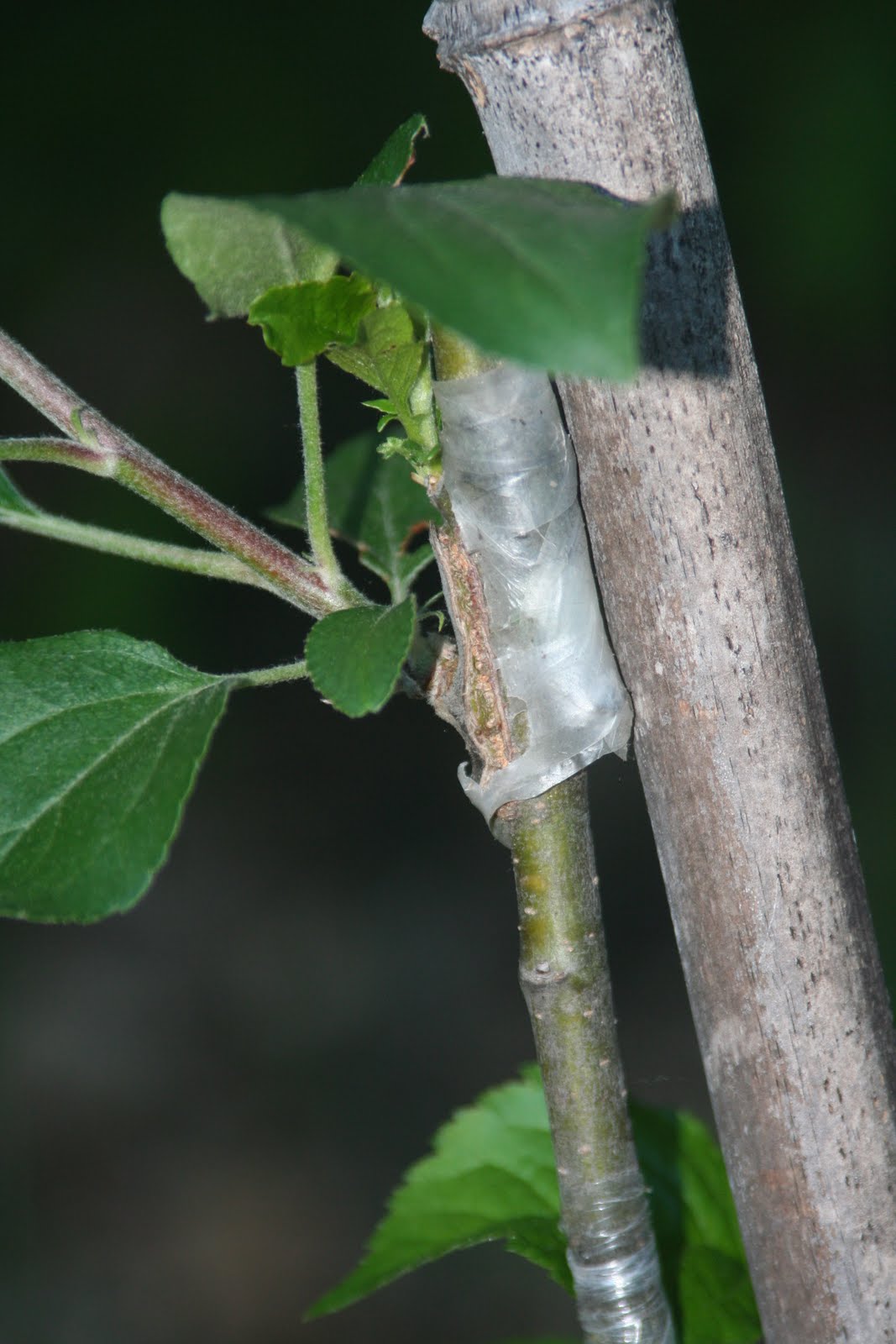 Fern Hill: Successful Apple Grafts