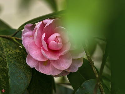 FROM THE GARDEN OF ZEN: Otome-tsubaki (Camellia japonica f. otome ...