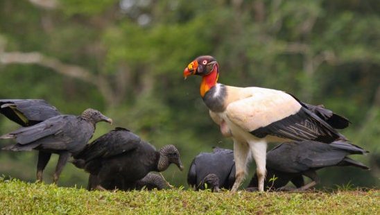 Espesies de animales