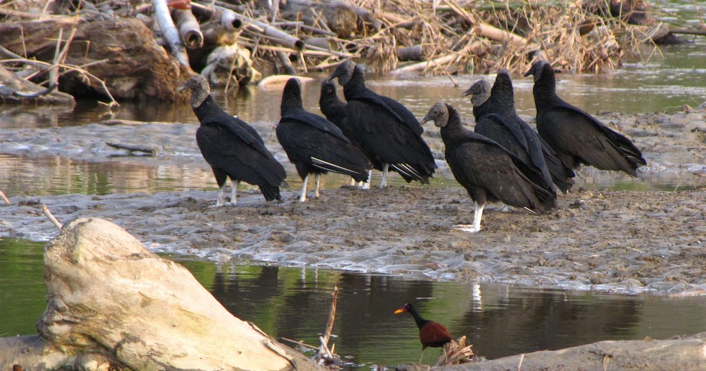 Zamuros: "Son como un sistema sanitario móvil y gratuito"