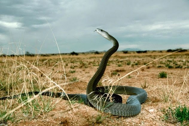 Venom Nature: Black Mamba