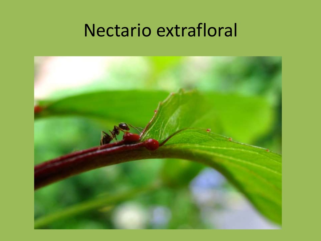 cienciasseptimo2016705: TEJIDO SECRETOR