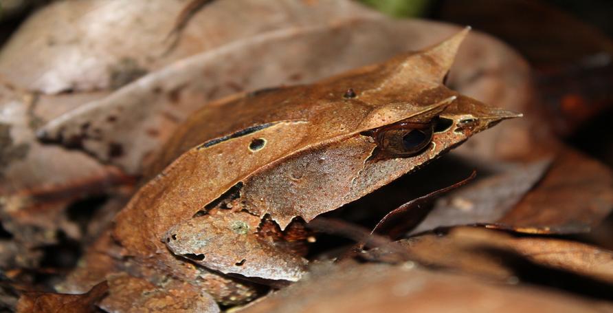 Berkenalan dengan Famili Megophryidae Katak - EDUBIO