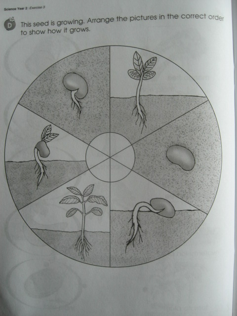 SCIENCE YEAR 2: Worksheets