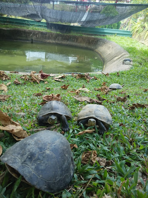 Highlight of The Month: Feb 2019 - Za'chomics