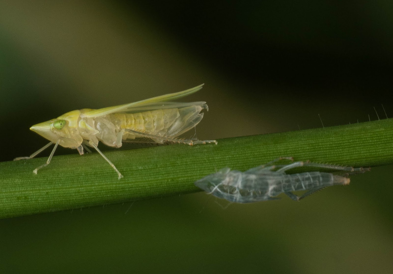 My Macro World: Janurary 13, 2017: Emerging Leaf Hopper
