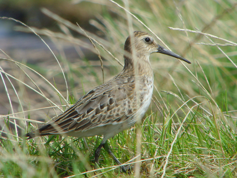 Pembrokeshire Birds: Dale Airfield & Marloes Mere