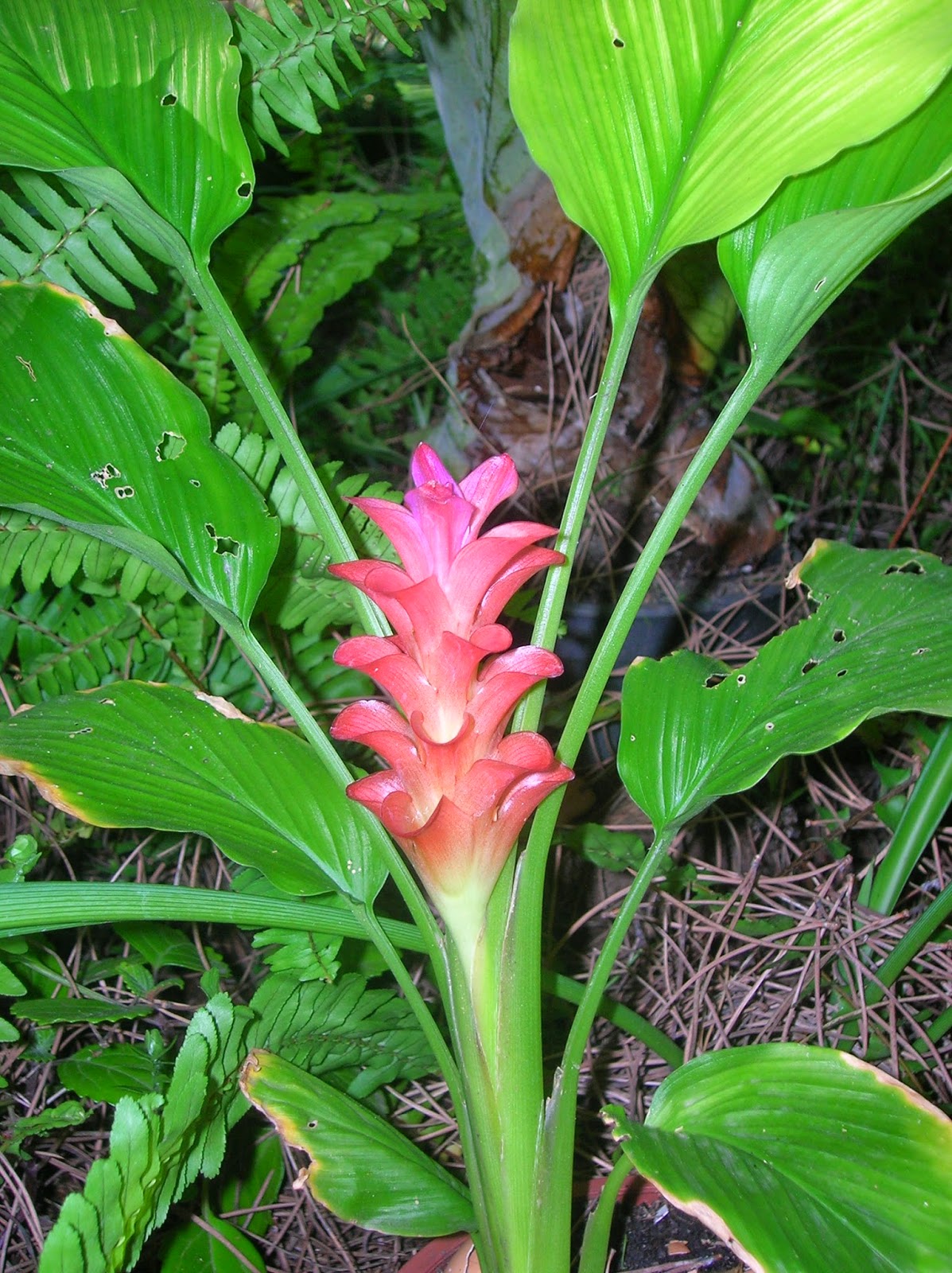Recregarden: CURCUMA RED TORCH