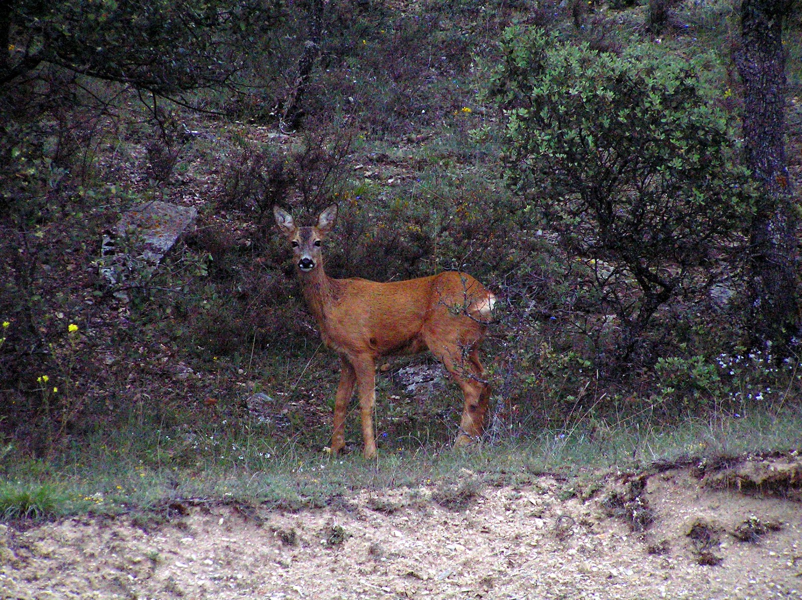 EL OLMO SECO: CORZO (Capreolus capreolus)