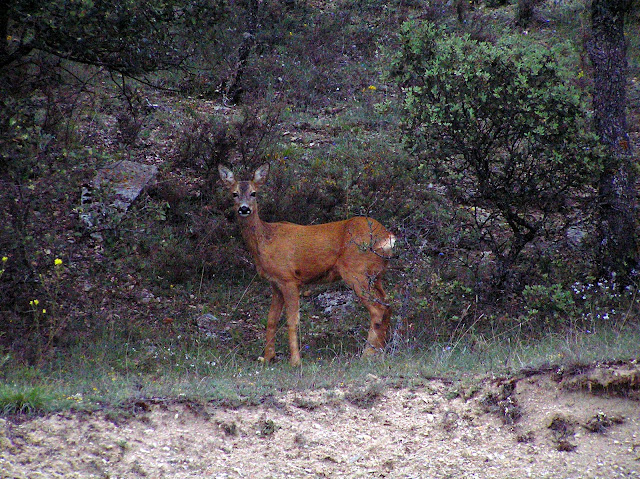 EL OLMO SECO: CORZO (Capreolus capreolus)