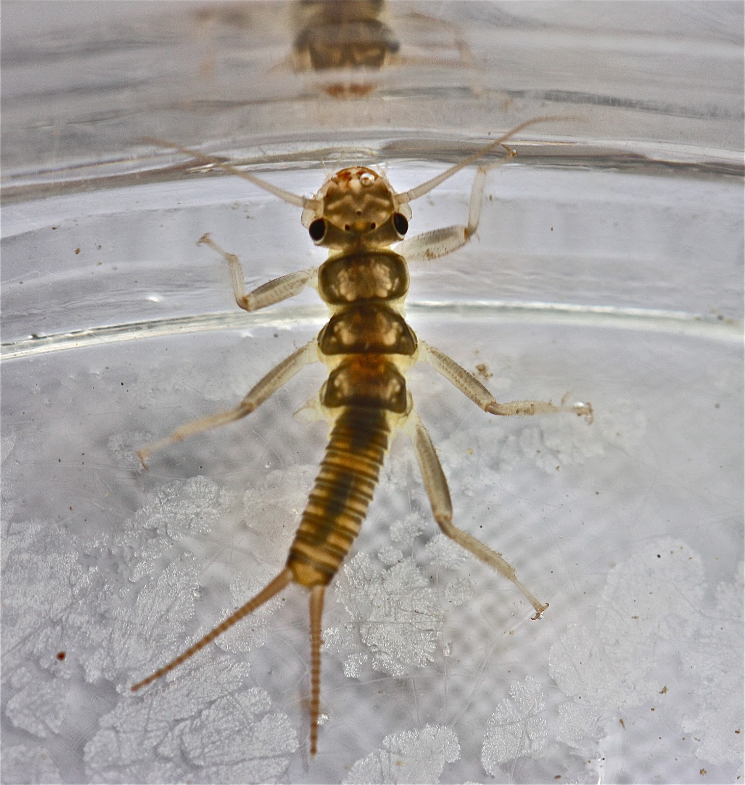 Aquatic Insects of Central Virginia: Photos: More Surprises at the ...