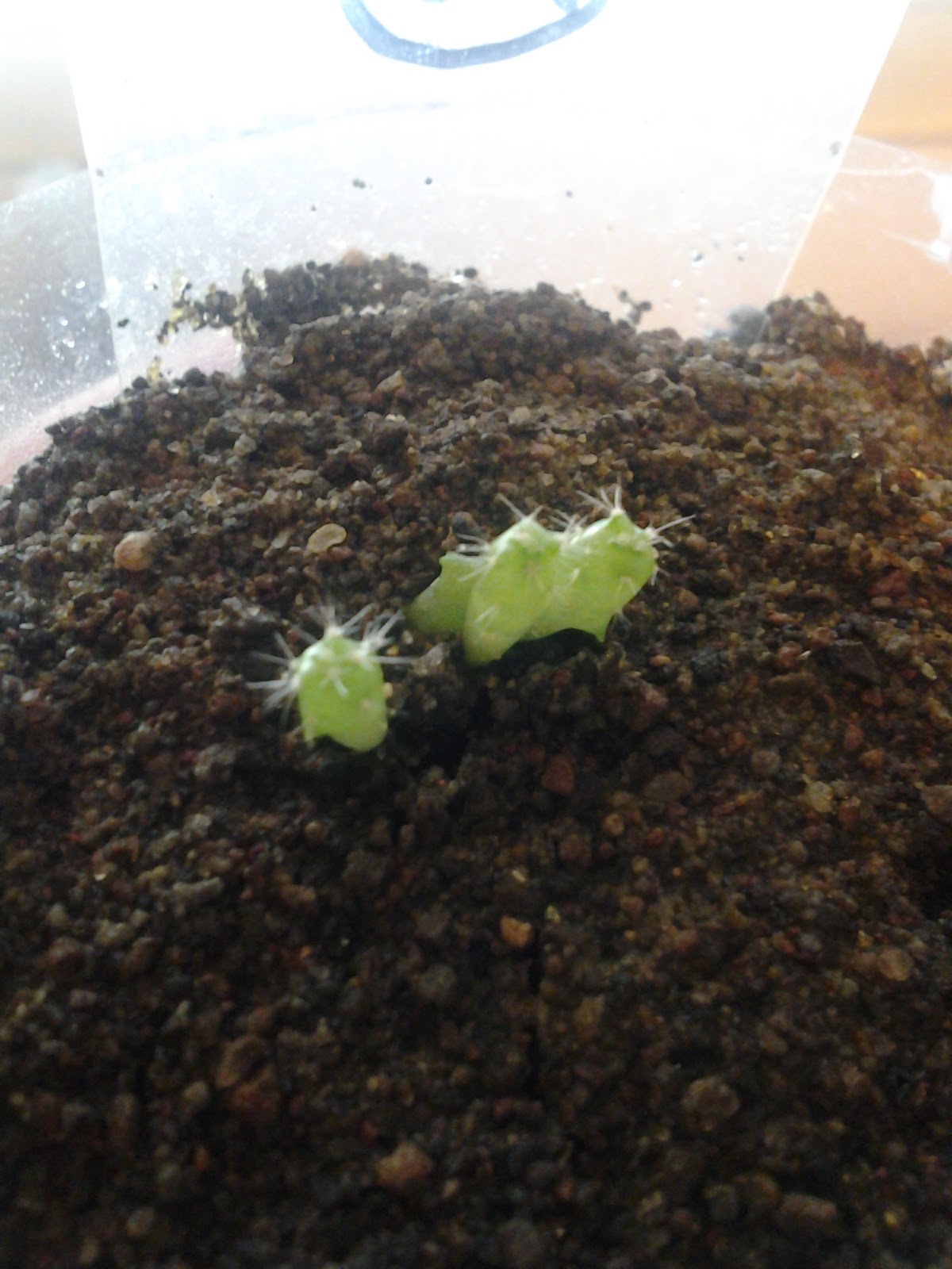 Cactus Care and Propagation