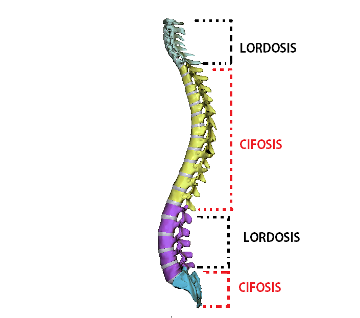 Anatomy full : CURVATURAS DE LA COLUMNA
