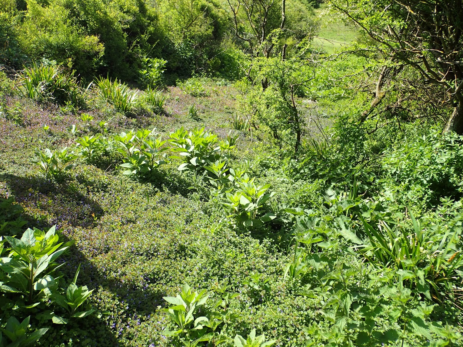 The Lyons Share: Potter Flower-bee (Anthophora retusa) thriving at ...