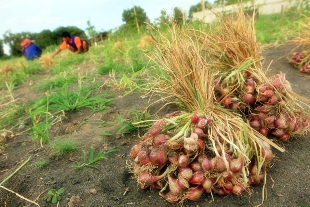Budidaya bawang merah - BUDIDAYAKU
